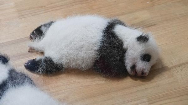 Gemasnya Bayi Panda di China, Beneran Mirip Boneka