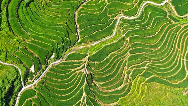 Mengagumi Indahnya Lahan Padi dari Kacamata Drone