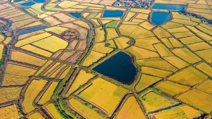 Mengagumi Indahnya Lahan Padi dari Kacamata Drone
