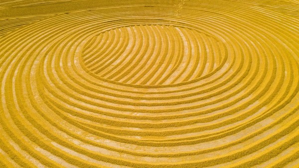 Cara Unik Petani China Menjemur Gabah, Aesthetic Banget Gaes!