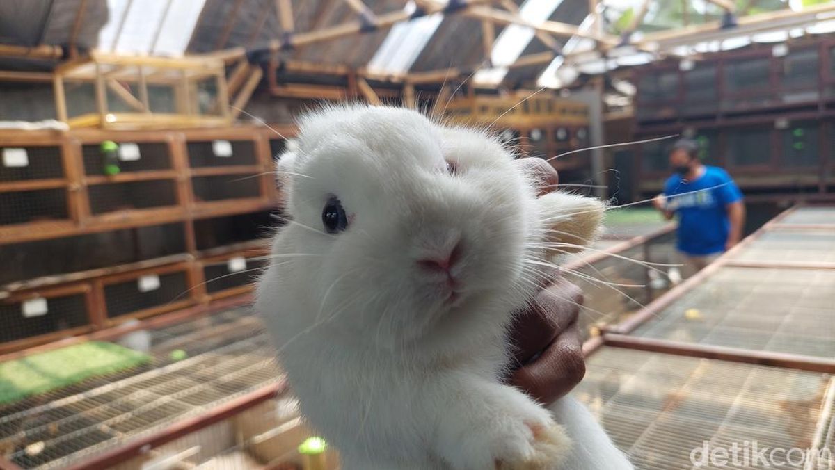 Jenis Kelinci Hias 7 Jenis Jenis Kelinci Hias Paling Populer Dan