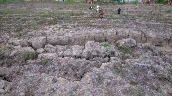Deretan Tanah Retak di Berbagai Dunia Gegara Kekeringan Parah