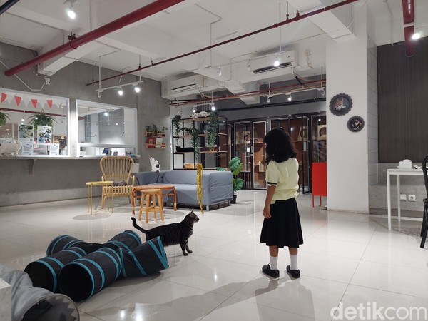 Foto: Tempat Nongkrong Pecinta Kucing di BSD, Tangsel