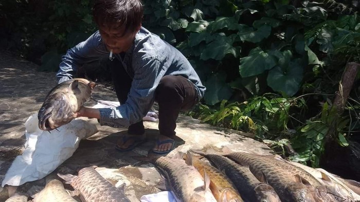 Fakta-fakta Ikan Dewa di Cibulan Kuningan yang Mati Mendadak Fakta-fakta Ikan Dewa di Cibulan Kuningan yang Mati Mendadak