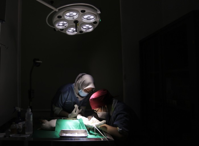 Klinik Hewan Pemkot Tangerang Buka Layanan Vaksin-Sterilisasi Anabul Klinik Hewan Pemkot Tangerang Buka Layanan Vaksin-Sterilisasi Anabul