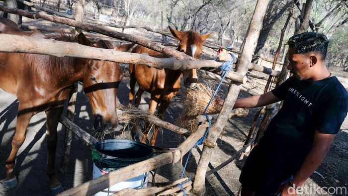 Kuda Pacu Jadi Ajang Bergengsi di Wini, Begini Cara Melatihnya