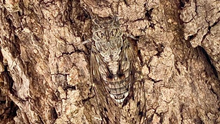 Ini Deretan Kamuflase Hewan yang Bikin Takjub