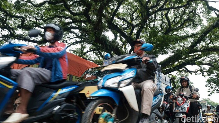 Mengenal Pohon Jubleg di Parung Bogor, Konon Berusia 100 Tahun