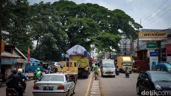 Mengenal Pohon Jubleg di Parung Bogor, Konon Berusia 100 Tahun