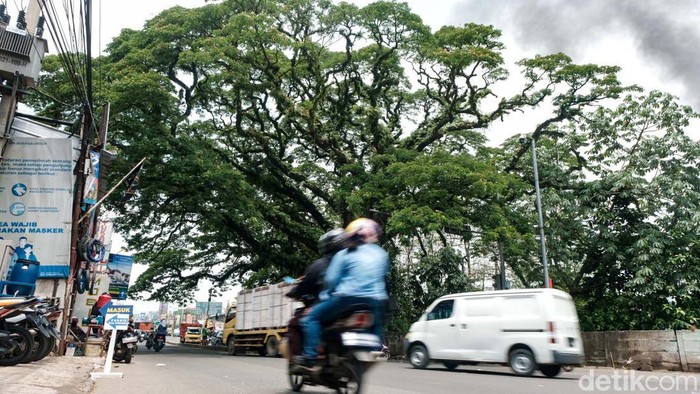 Mengenal Pohon Jubleg di Parung Bogor, Konon Berusia 100 Tahun