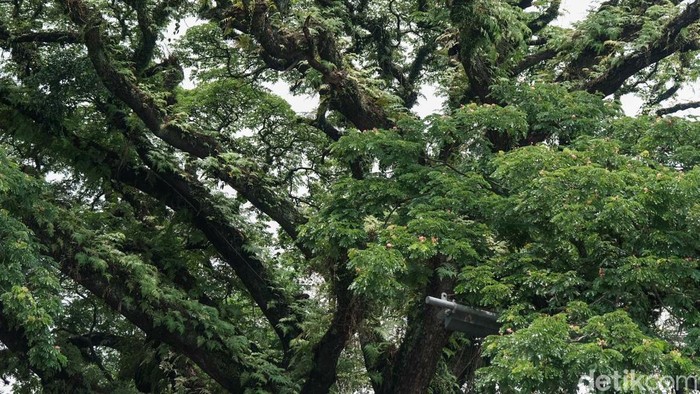 Mengenal Pohon Jubleg di Parung Bogor, Konon Berusia 100 Tahun