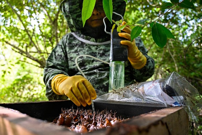 Begini Proses Memanen Madu Hutan di Aceh, Makin Cuan Saja