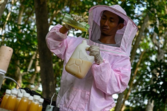 Begini Proses Memanen Madu Hutan di Aceh, Makin Cuan Saja
