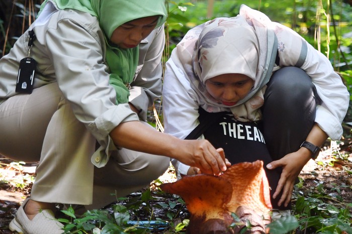 Momen Langka, Bunga Rafflesia Arnoldii Mekar di Kebun Raya Bogor Momen Langka, Bunga Rafflesia Arnoldii Mekar di Kebun Raya Bogor