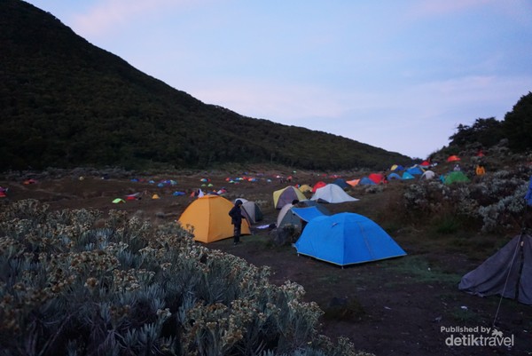 Indahnya Pagi di Alun-alun Surya Kencana Gunung Gede