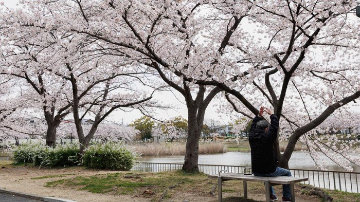 Deretan Spot Menarik Menikmati Keindahan Bunga Sakura di Jepang
