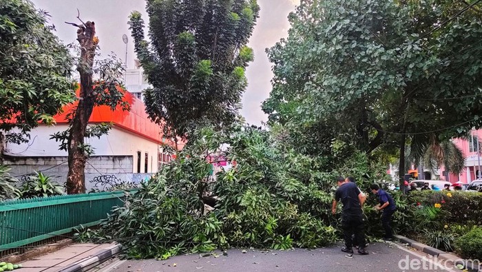 Foto-foto Pohon Tumbang Timpa Mobil di Jalan Marga Guna Jaksel