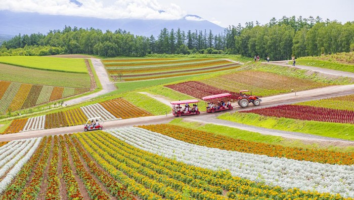 Warna-warni Taman Bunga di Jepang yang Bikin Takjub Warna-warni Taman Bunga di Jepang yang Bikin Takjub