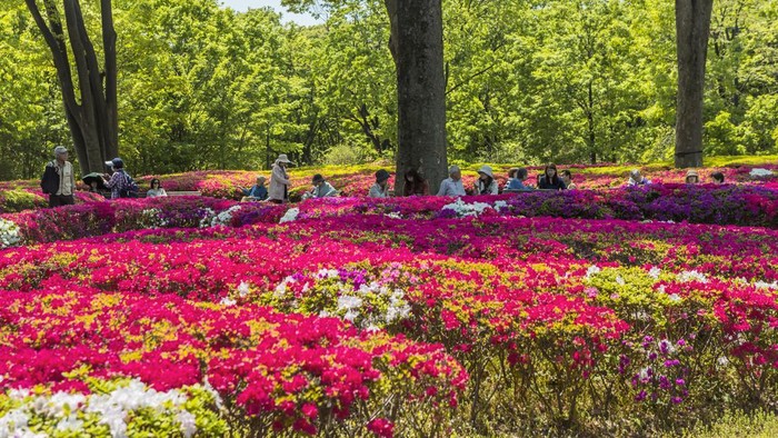 Warna-warni Taman Bunga di Jepang yang Bikin Takjub Warna-warni Taman Bunga di Jepang yang Bikin Takjub