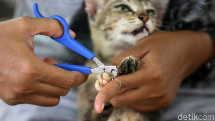 'Malaikat' Kucing-kucing Terlantar