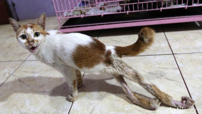 'Malaikat' Kucing-kucing Terlantar