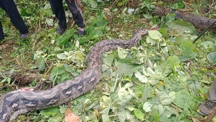 Potret Piton Raksasa Panjang 7 Meter Ditangkap Warga Di Muna Barat