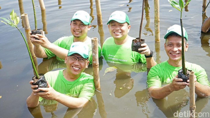 Aksi Tanam 500 Bibit Baru di Taman Wisata Alam Mangrove PIK