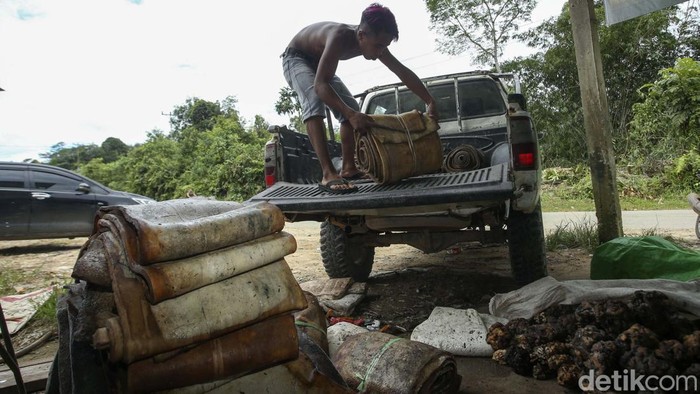 Kisah Karet di Tengah Gempuran Sawit Kisah Karet di Tengah Gempuran Sawit