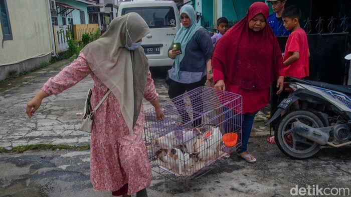 5 Penampakan Bangkai Kucing di Pekanbaru yang Bikin Geger