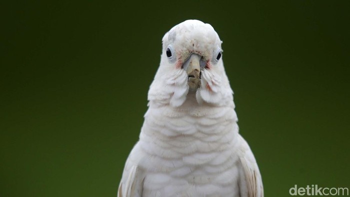 Menjelajah Hutan Tanimbar, Melihat Burung Endemik Kakatua Goffin