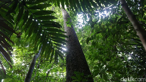 Menjelajah Hutan Tanimbar, Melihat Burung Endemik Kakatua Goffin