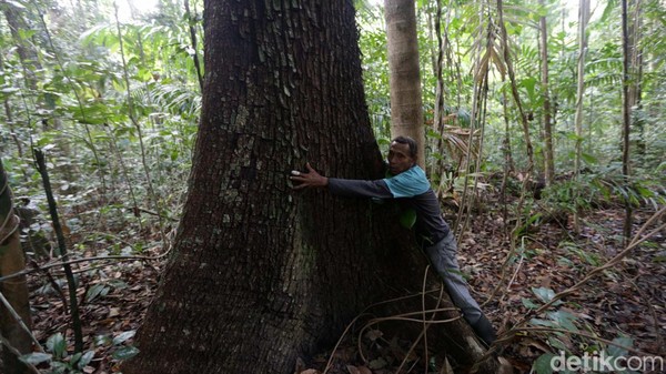 Menjelajah Hutan Tanimbar, Melihat Burung Endemik Kakatua Goffin