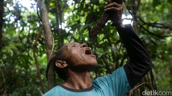 Menjelajah Hutan Tanimbar, Melihat Burung Endemik Kakatua Goffin