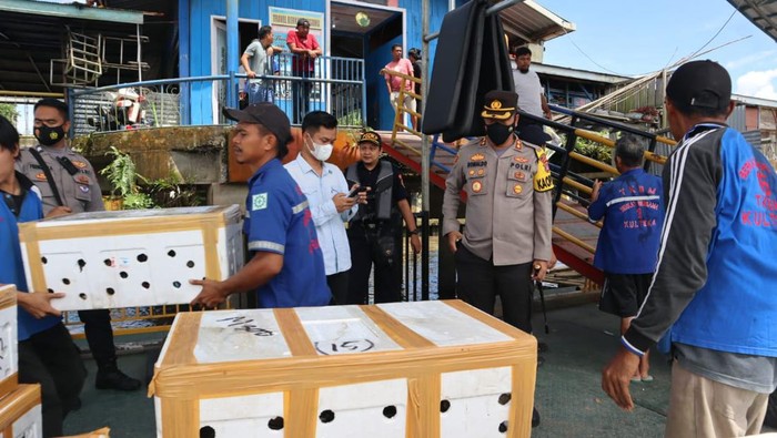 Polisi di Kaltara Gagalkan Penyelundupan 2 Ton Kepiting ke Luar Negeri Polisi di Kaltara Gagalkan Penyelundupan 2 Ton Kepiting ke Luar Negeri