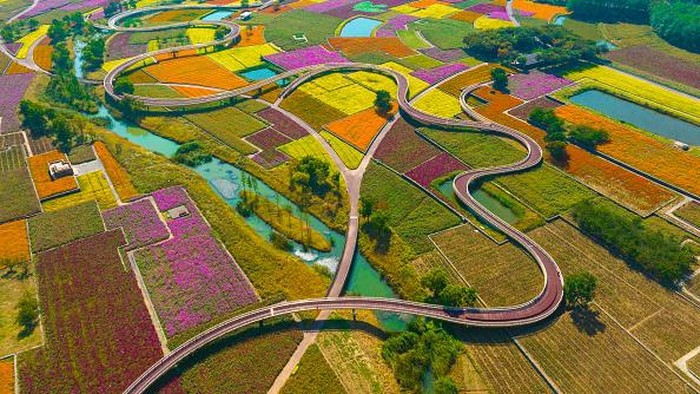 Sejuk Banget, Lihat Ladang Bunga Bermekaran di China