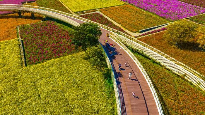 Sejuk Banget, Lihat Ladang Bunga Bermekaran di China