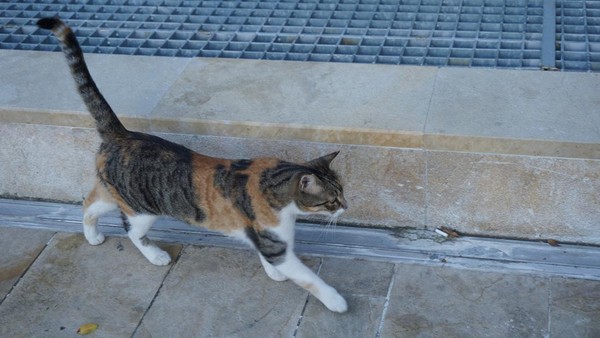 Foto: Kucing-kucing Gemoy dari Istanbul