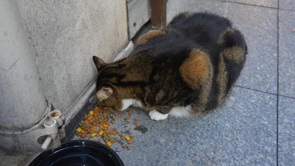 Foto: Kucing-kucing Gemoy dari Istanbul