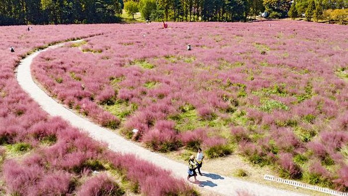 Hamparan Padang Rumput Merah Muda di China, Bikin Terpana