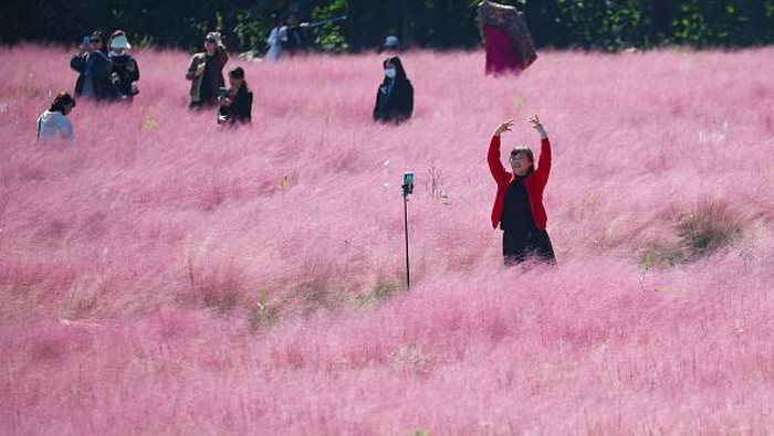 Hamparan Padang Rumput Merah Muda di China, Bikin Terpana