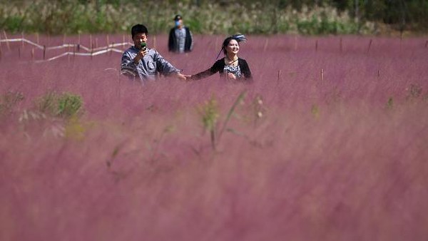 Hamparan Padang Rumput Merah Muda di China, Bikin Terpana