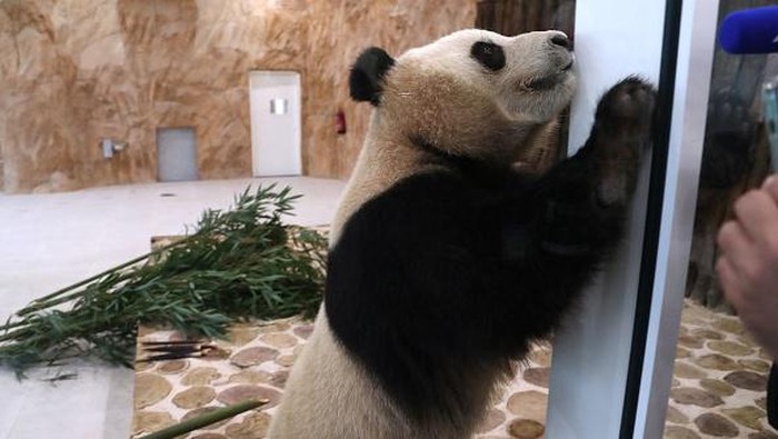 Sambut Piala Dunia 2022, China Hadiahkan Dua Panda ke Qatar