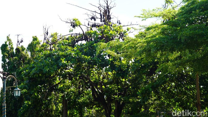 Melihat Indahnya Kelelawar Soppeng Bergelantungan di Pusat Kota
