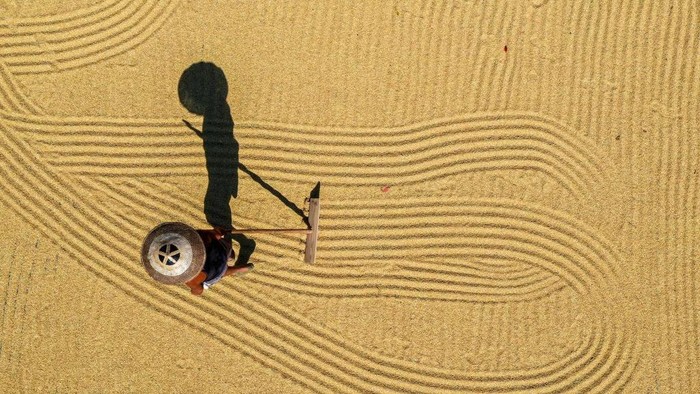 Wow, Tak Disangka! Foto Jemur Gabah Bisa Sekeren Itu