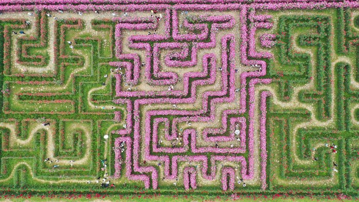 Deretan Lanskap Labirin yang Keren Banget