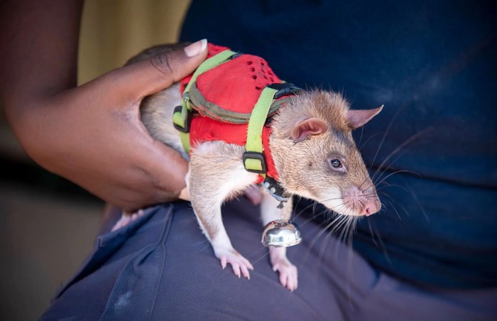 Tikus Ini Dilatih Untuk Selamatkan Korban Gempa Kok Bisa