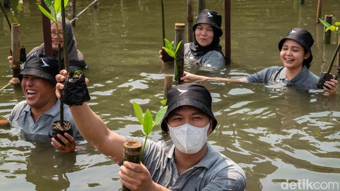 Aksi Nyata Restorasi Ekologi dan Ketahanan Iklim lewat Penanaman Mangrove