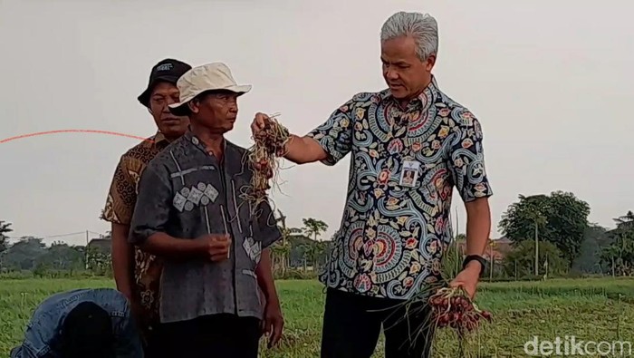 Petani Bawang Merah Brebes Keluhkan Kualitas Hasil Panen Petani Bawang Merah Brebes Keluhkan Kualitas Hasil Panen
