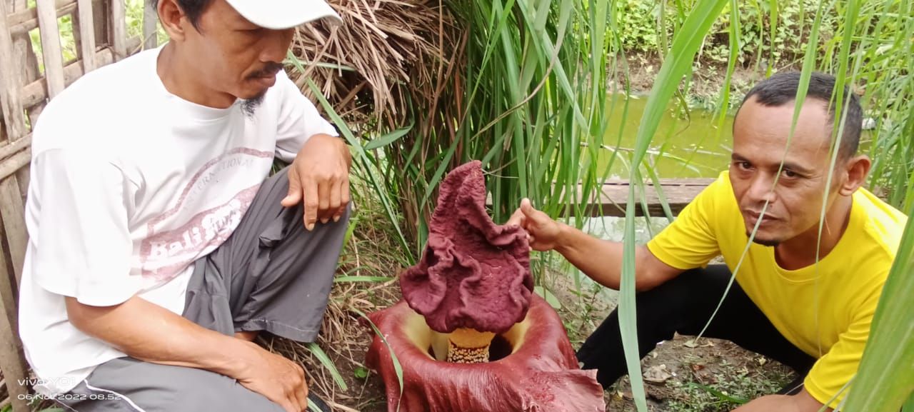 Heboh Penemuan Bunga Bangkai di Indramayu Heboh Penemuan Bunga Bangkai di Indramayu