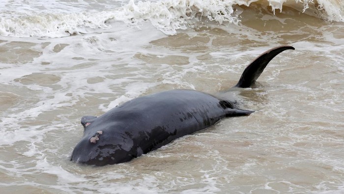 Potret Pilu Paus Berparuh Mati Terdampar di Pantai Prancis